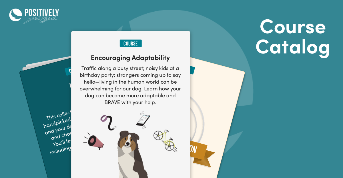 Course Catalog | Positively.com